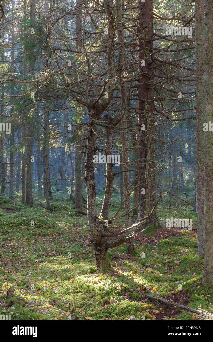 Sunlit evergreen forest. Mossy bottom, conifer tree trunks and branches ...