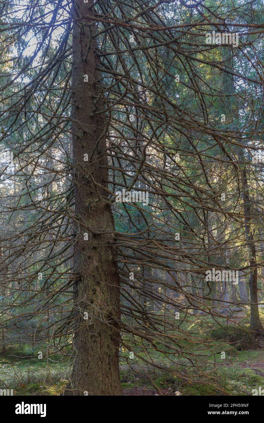 Sunlit evergreen forest. Mossy bottom, conifer tree trunks and branches ...