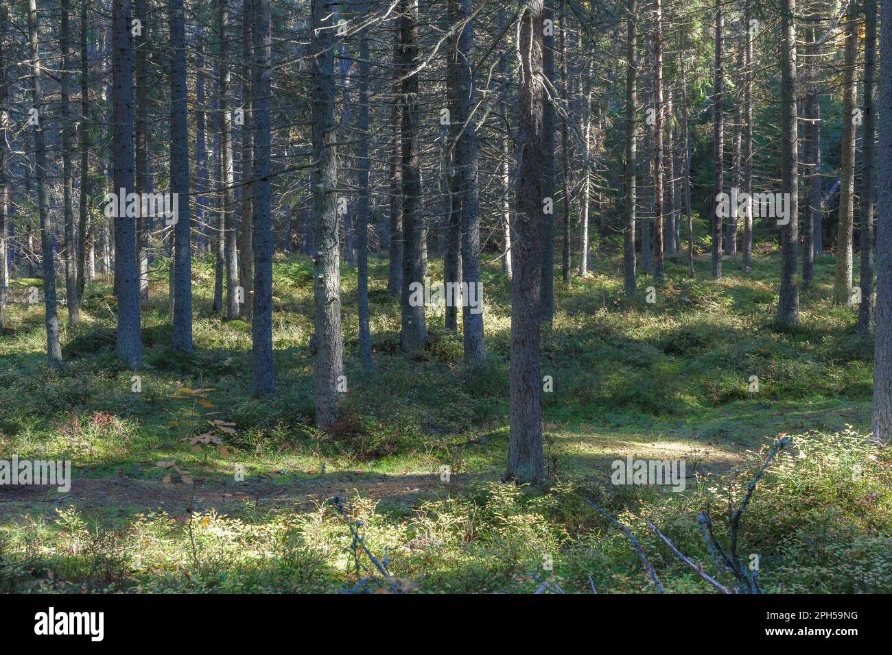 Sunlit evergreen forest. Mossy bottom, conifer tree trunks and branches ...