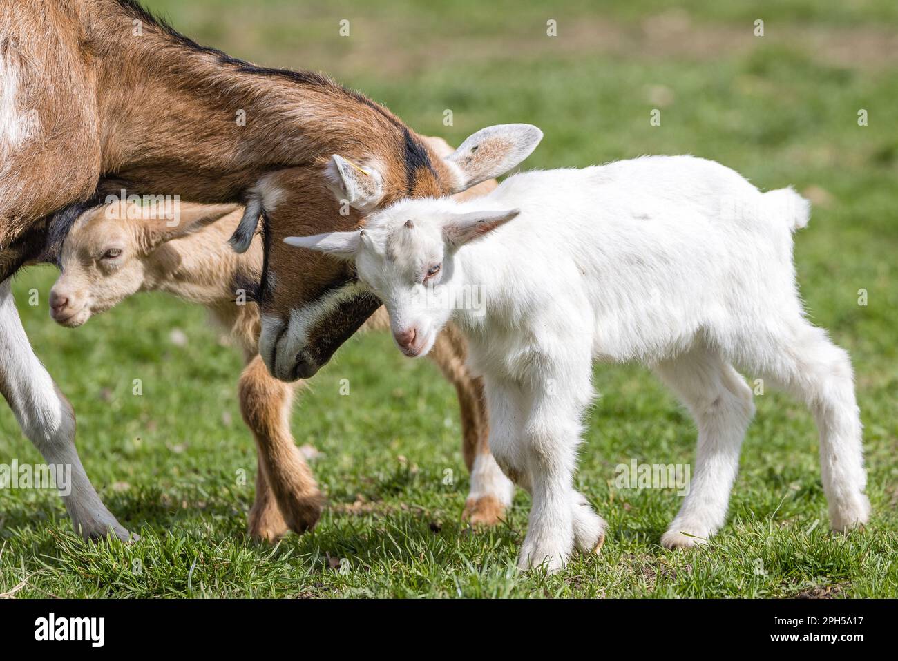 Gulben, Germany. 26th Mar, 2023. Goats stand at 12 degrees Celsius on a ...