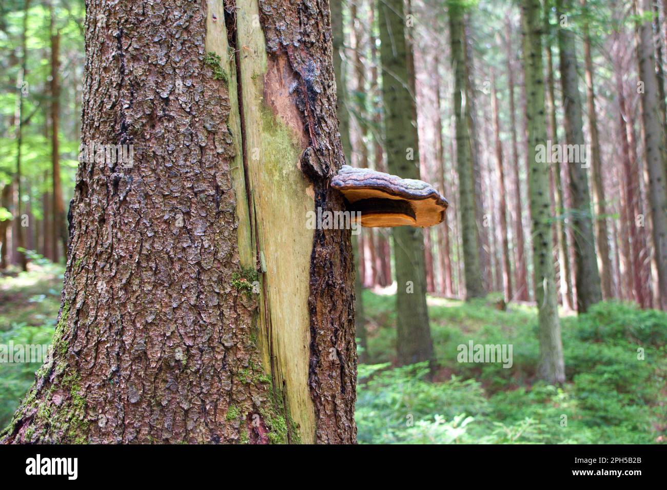 An old tree standing tall with Red-Belted Conk fungus in the center of ...