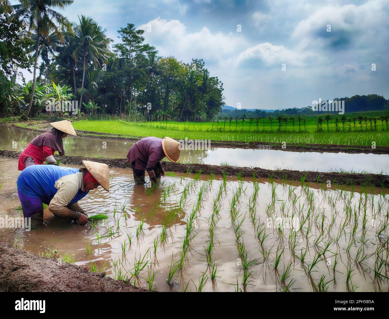 February 1, 2023. Salatiga, Indonesia. Ladies planting rice in a paddy ...