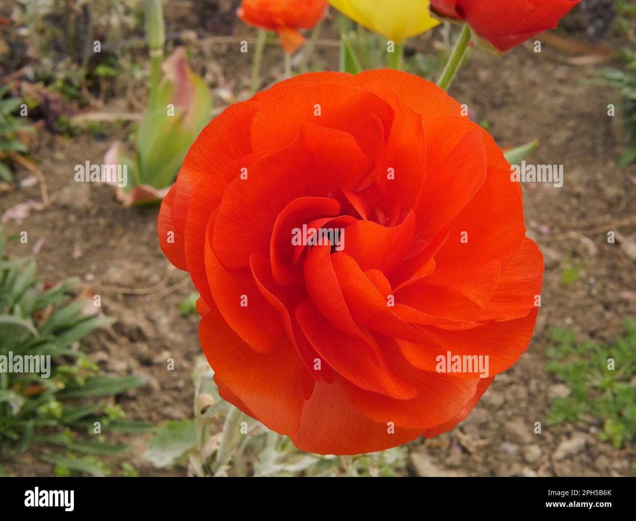 Plan jardin hi-res stock photography and images - Alamy