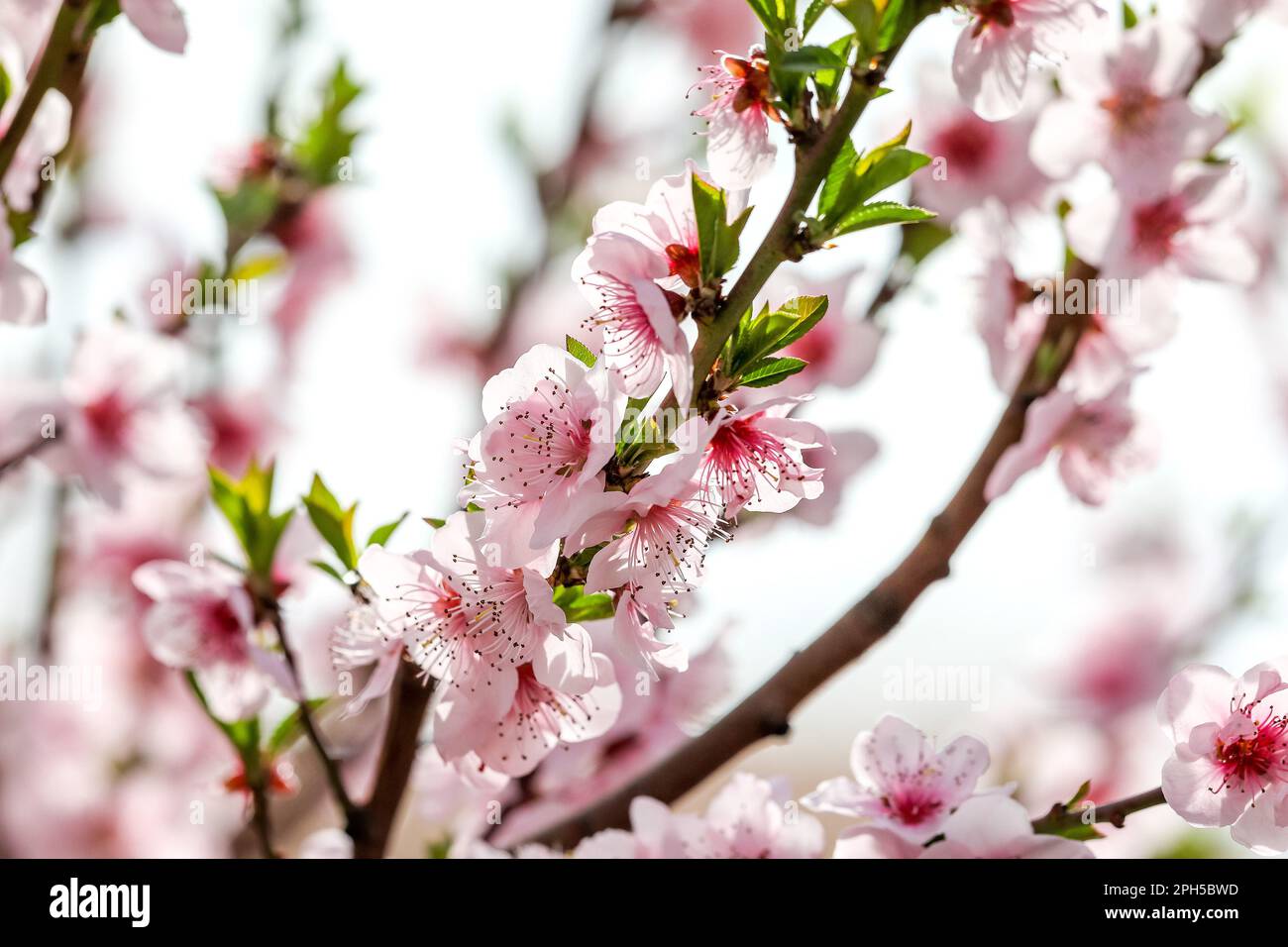 Photo taken on March 26, 2023. shows blossom trees of vineyard peach ...