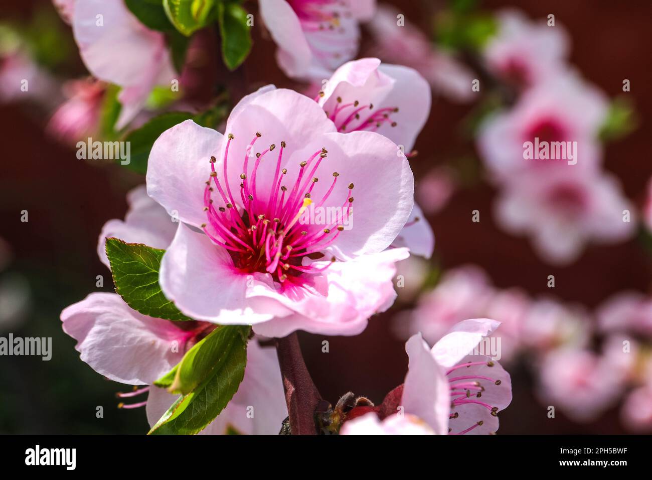 Fvineyard peach hi-res stock photography and images - Alamy