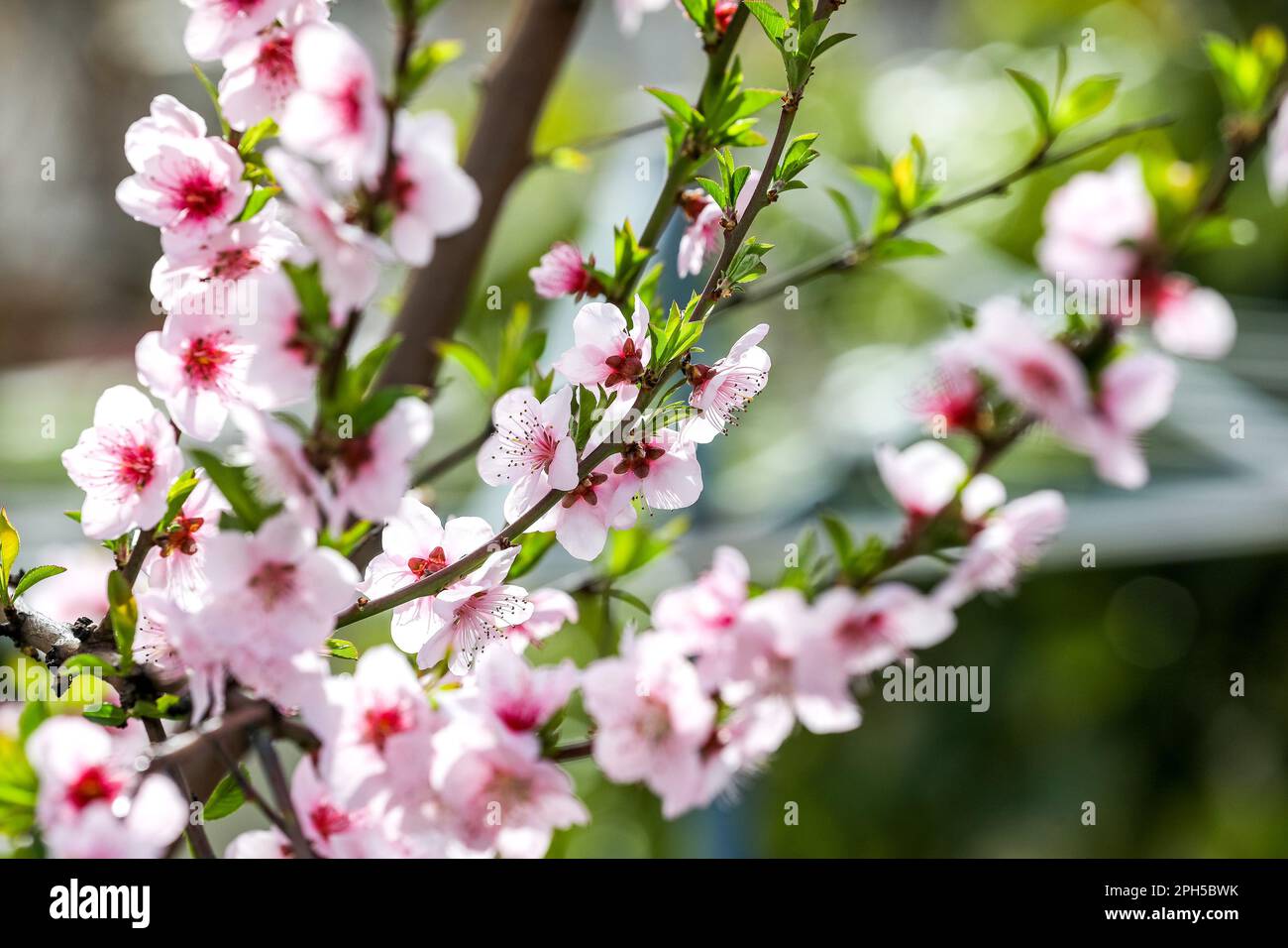 Photo taken on March 26, 2023. shows blossom trees of vineyard peach ...