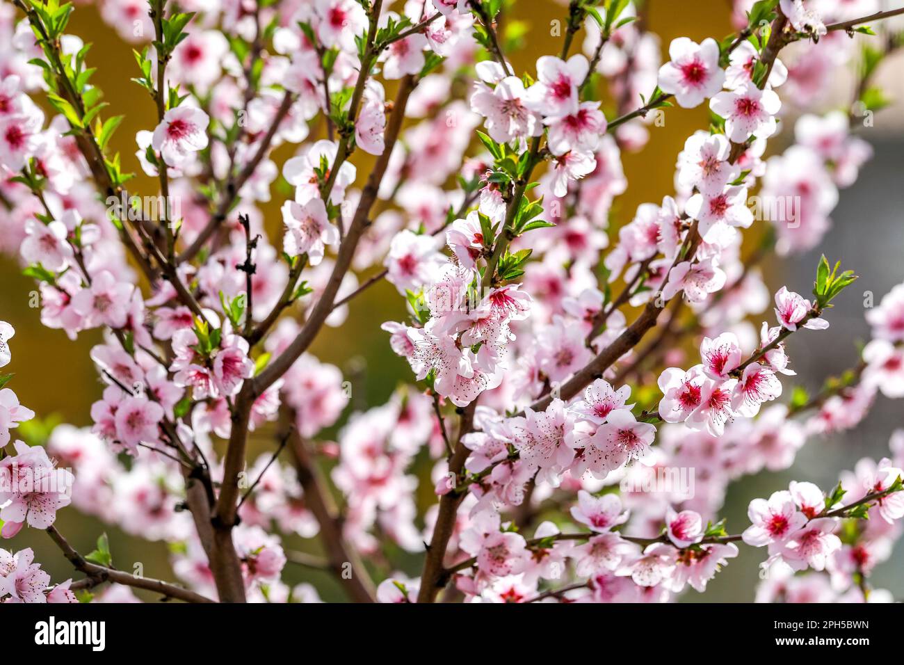 Photo taken on March 26, 2023. shows blossom trees of vineyard peach ...