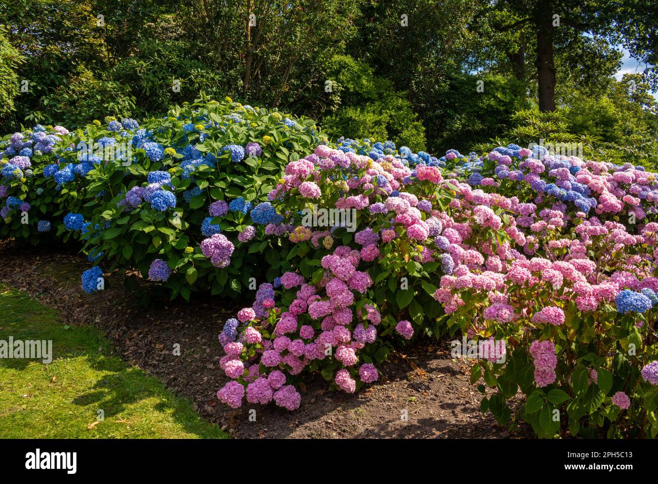 Pink and blue Hydrangeas in The Valley Gardens, Virginia Water, Surry ...
