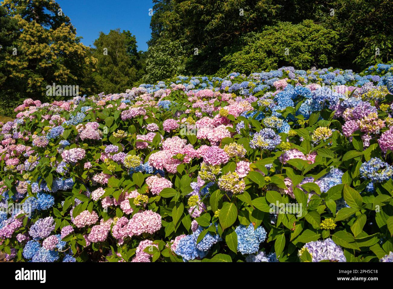 Pink and blue Hydrangeas in The Valley Gardens, Virginia Water, Surry ...