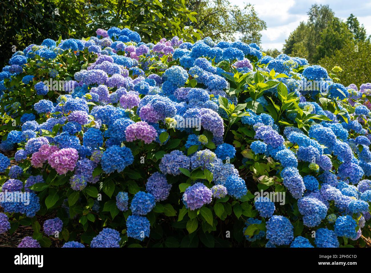 Blue Hydrangeas in The Valley Gardens, Virginia Water, Surry, UK Stock ...