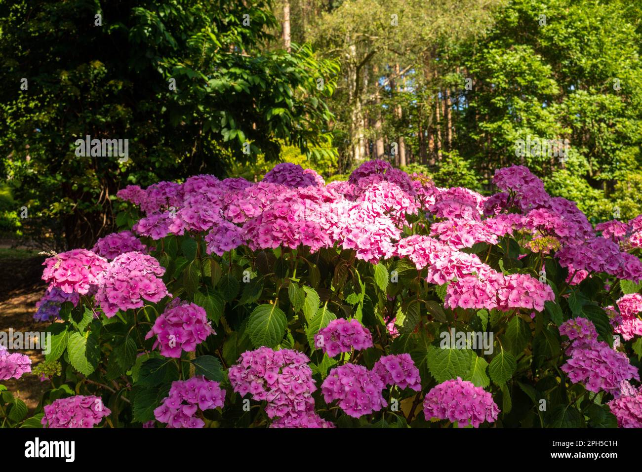 Pink Hydrangeas in The Valley Gardens, Virginia Water, Surry, UK Stock ...