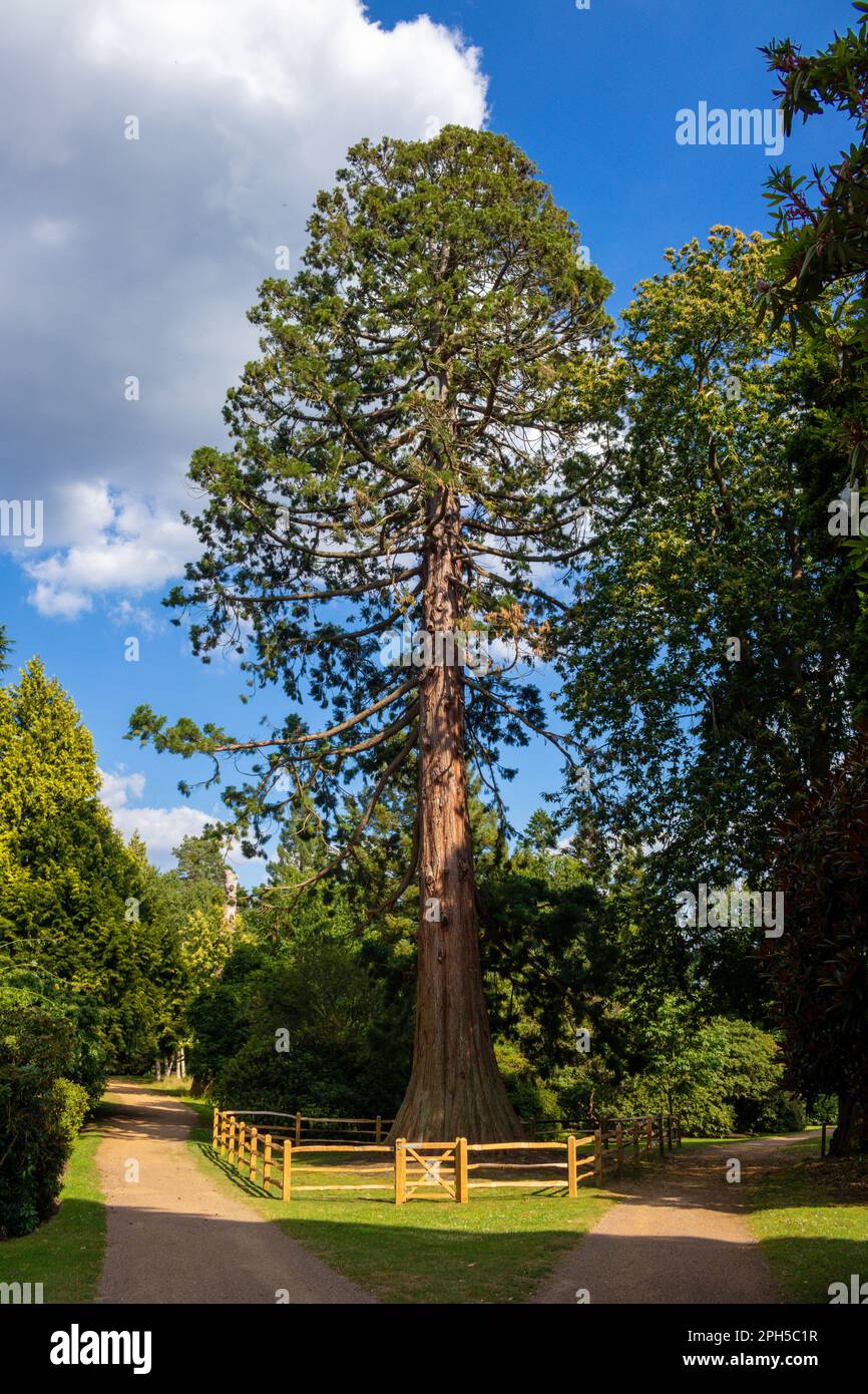 Giant Redwood (Sequoiadendron giganteum), The Valley Gardens, Virginia ...