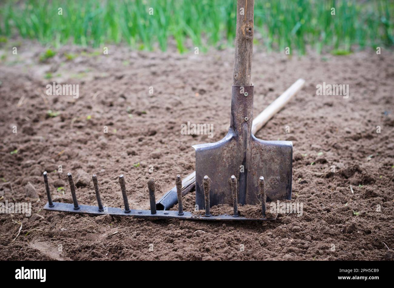 Old, retro garden tools for working in the garden, shovel, rake. Rural ...