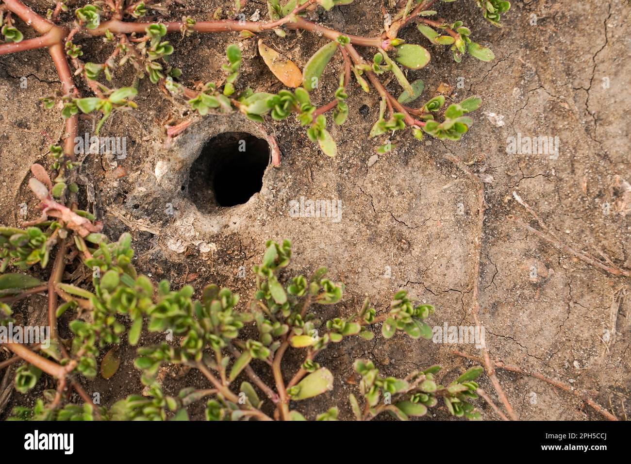 A mysterious hole in the ground Stock Photo - Alamy