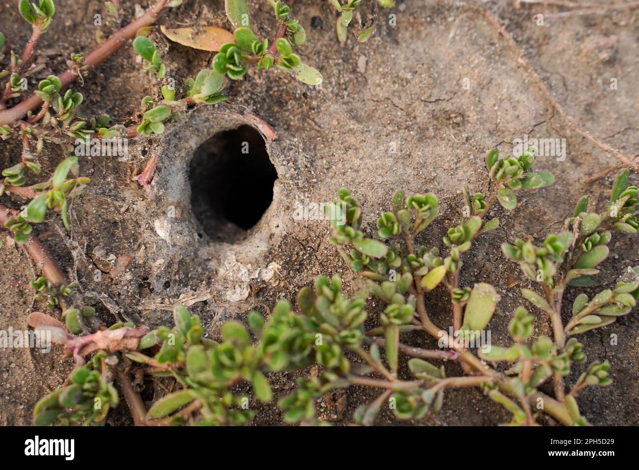 A hole in the ground. Destruction of the environment as a result of ...