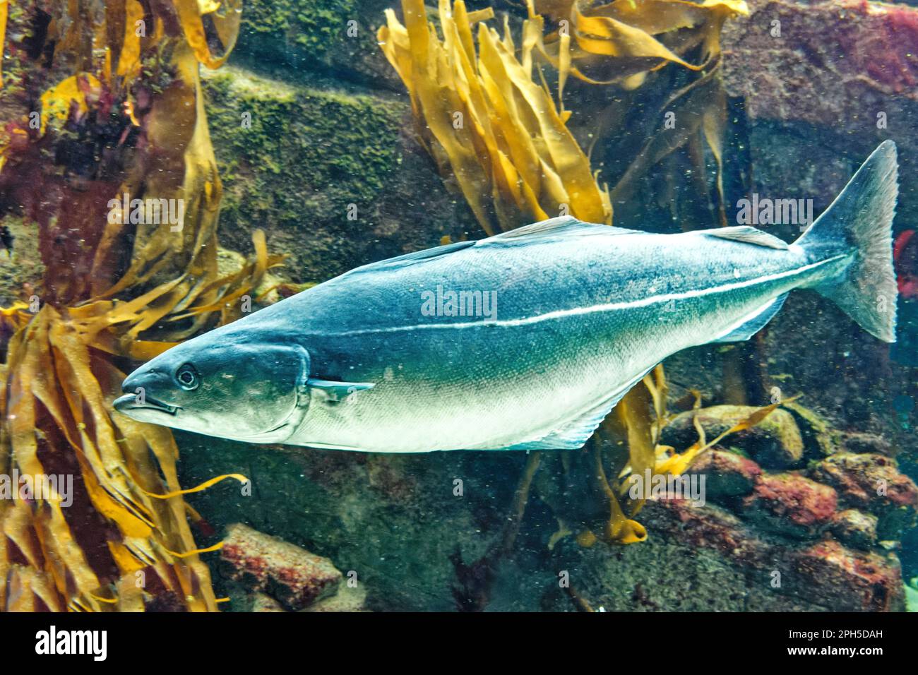 Saithe Pollachius virens swimming in sea water Stock Photo - Alamy