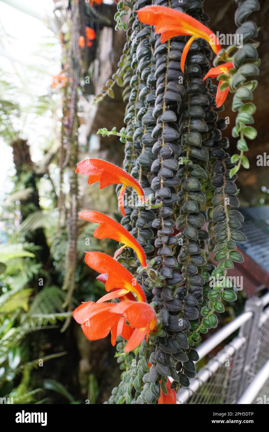 Bright red flowers and long tiny leaves of Close up of a red and yellow ...