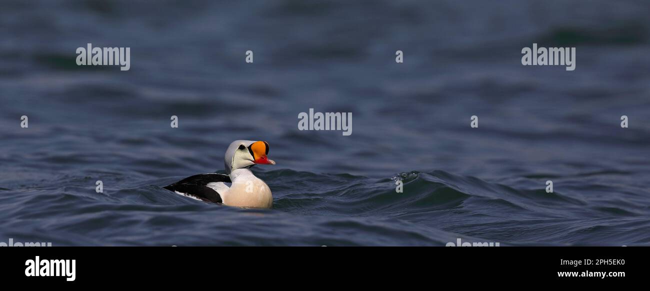 King eider drake, swimming Stock Photo - Alamy
