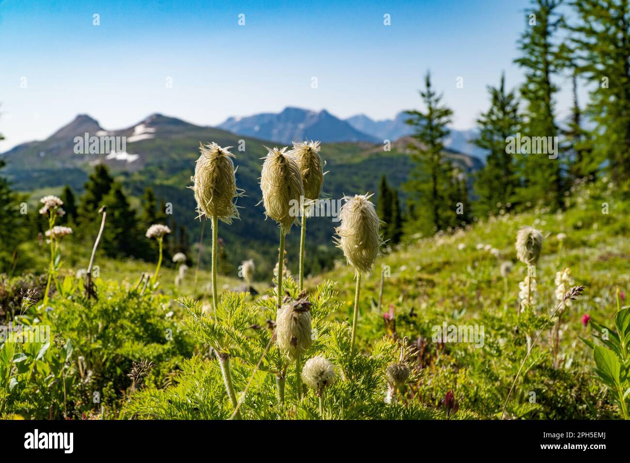 Towhead hi-res stock photography and images - Alamy