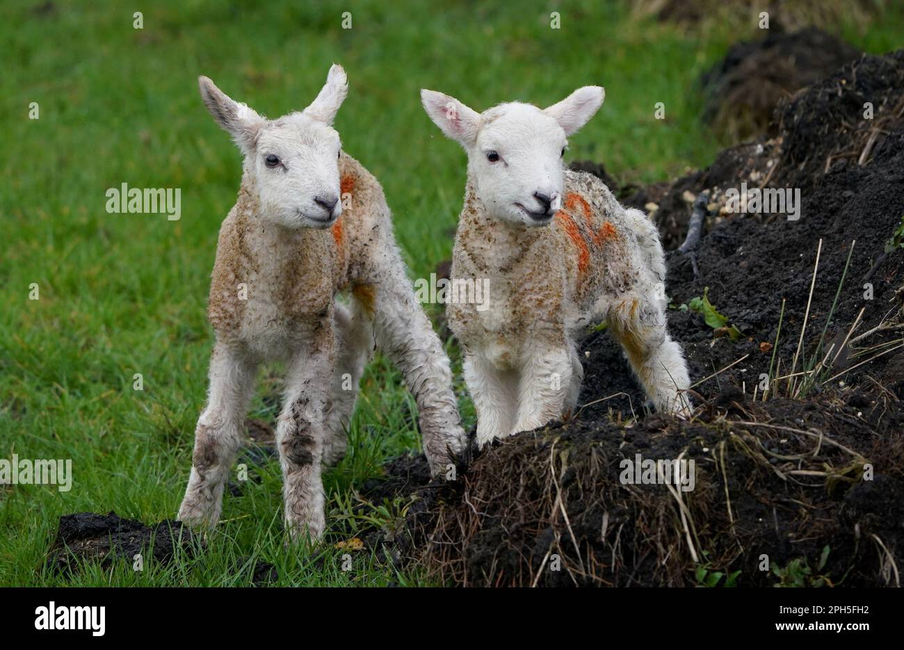 Newborn lambs explore their surroundings during the damp weather near ...