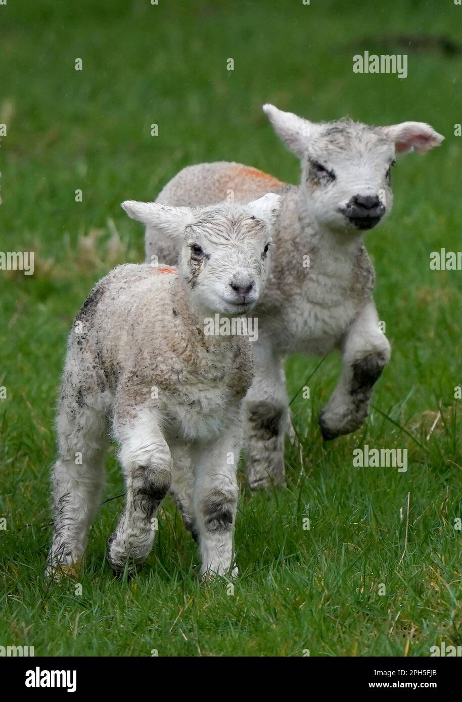 Newborn lambs explore their surroundings during the damp weather near ...