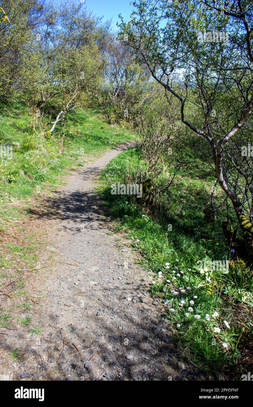 A small trail going through a small woodland on the Isle of Skye ...