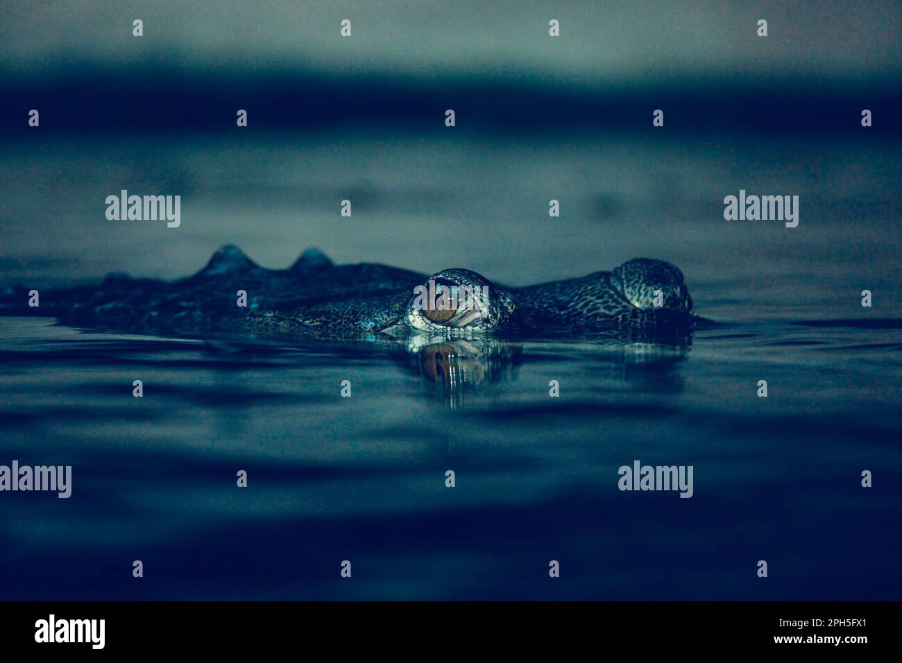 Gavials crocodile eye protrude above the surface of the river, the best ...