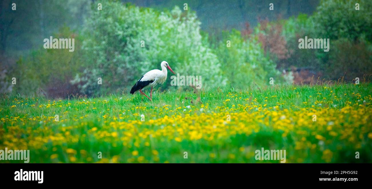 A white stork walks across a meadow by the water in search of food, the ...
