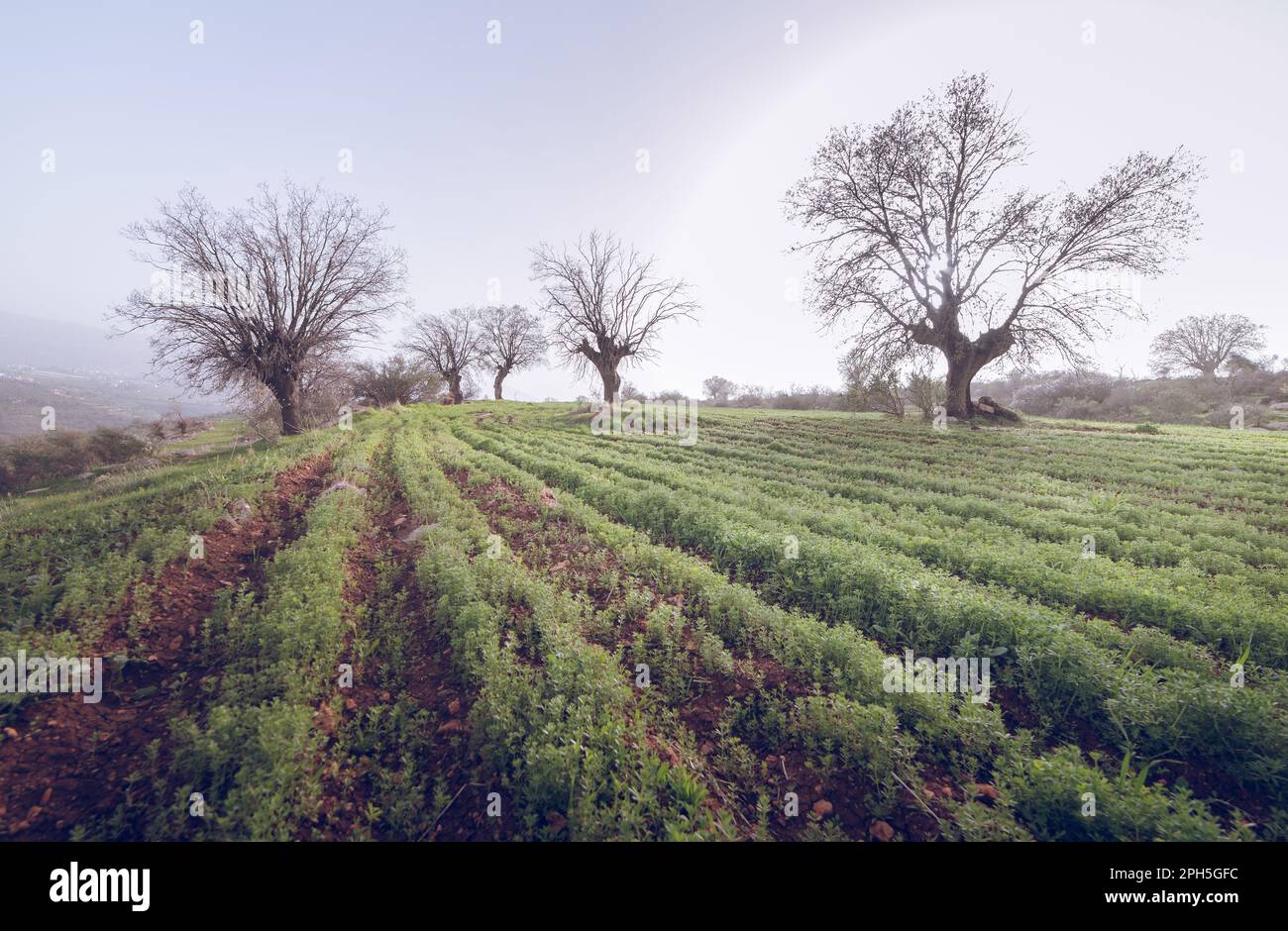grass field lines with cluster of oak trees Stock Photo - Alamy