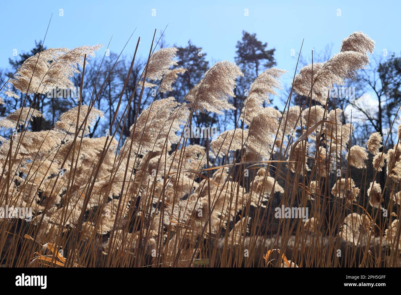 Reed plants hi-res stock photography and images - Alamy