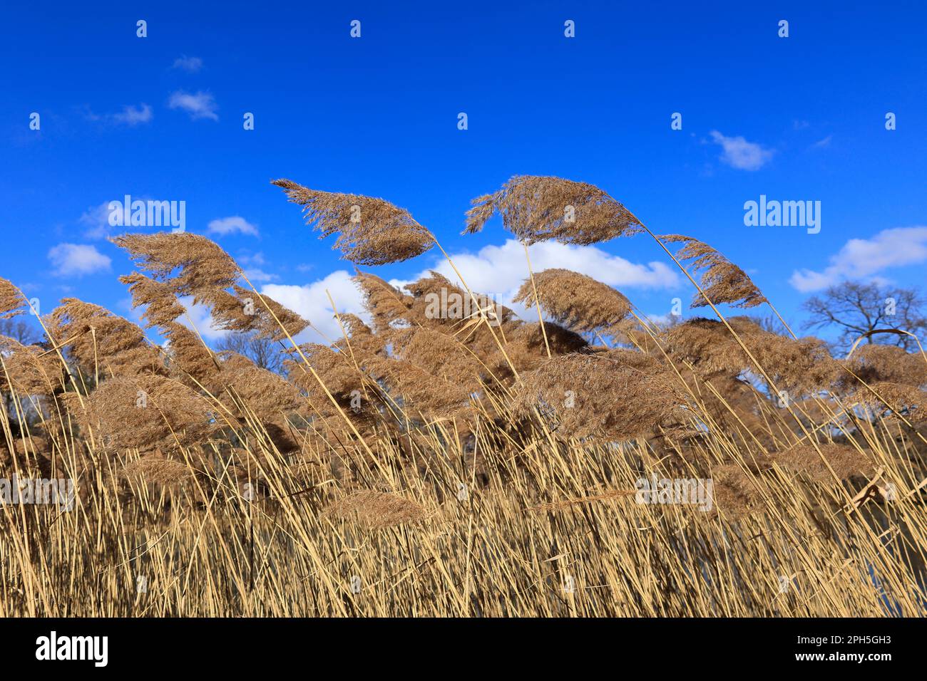Reed plants hi-res stock photography and images - Alamy