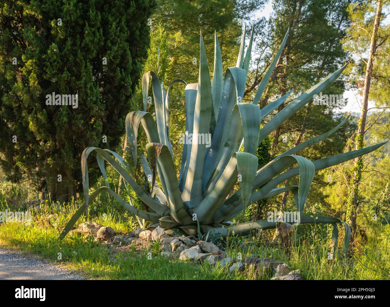 Barbed, silvery foliage in the rosette of the half hardy desert ...