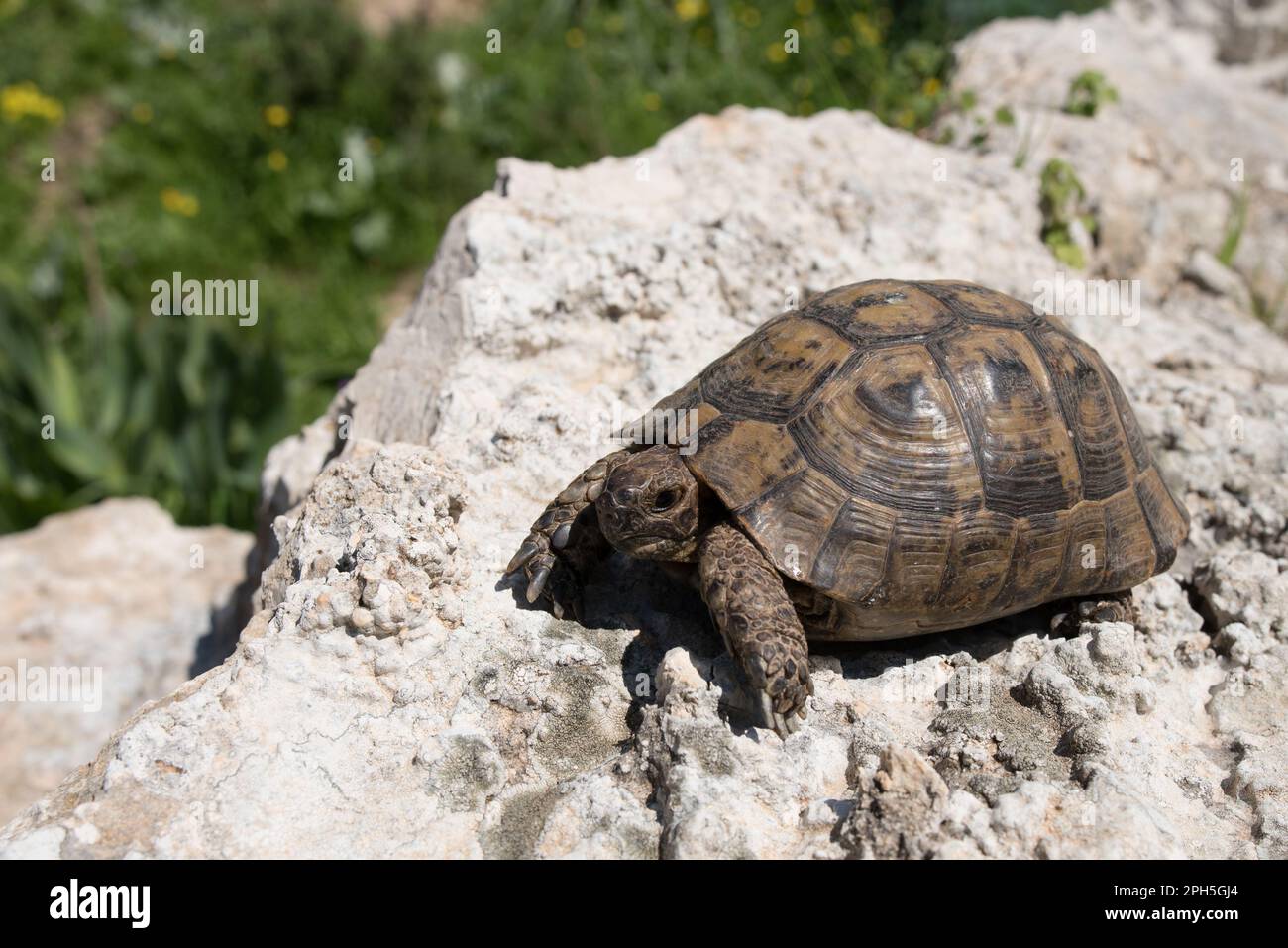 Mediterranean spur-thighed tortoise - Greek Tortoise Stock Photo - Alamy