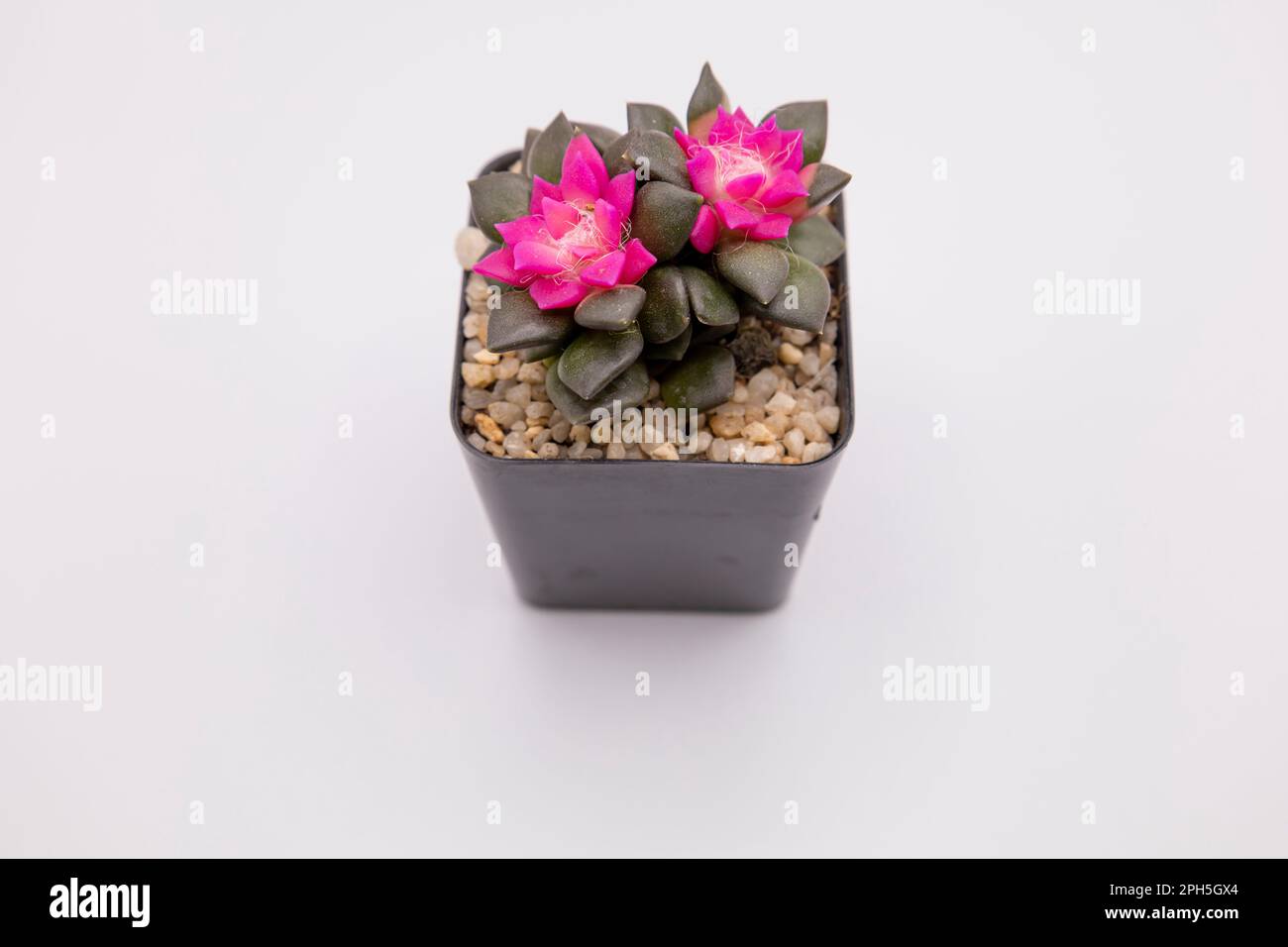 Sandrose or sunrise succulent Anacampseros rufescens cactus in the ...