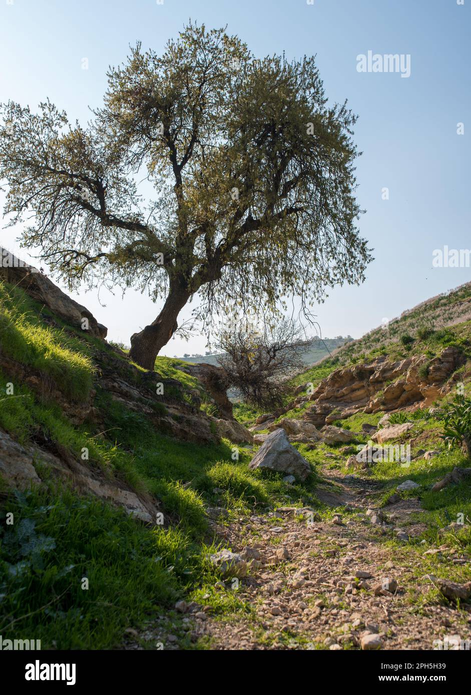 valley with old trees at the verge leaning towards the valley Stock ...