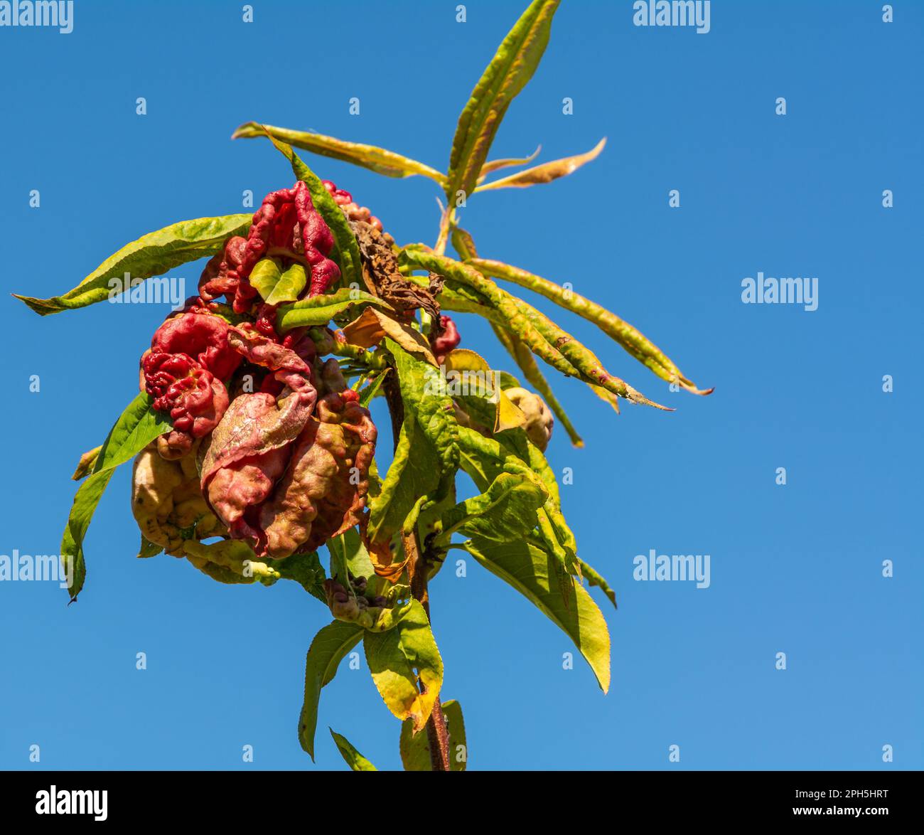 Taphrina deformans is a parasite fungus that grows on peach leaves ...