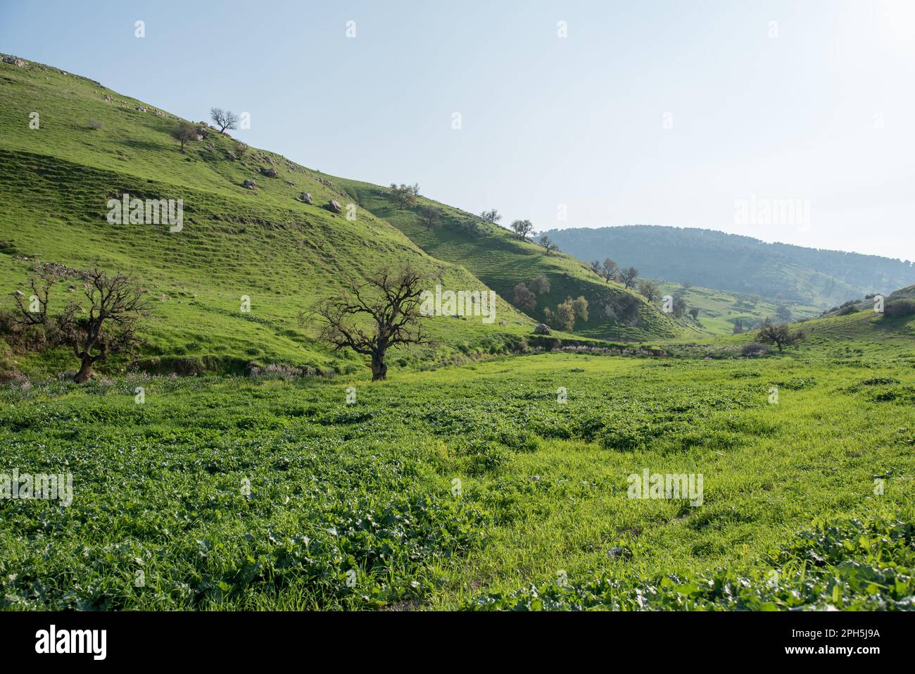 green fields and hills with oak trees Stock Photo - Alamy
