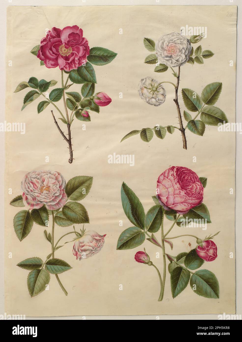 Rosa gallica drawing hi-res stock photography and images - Alamy