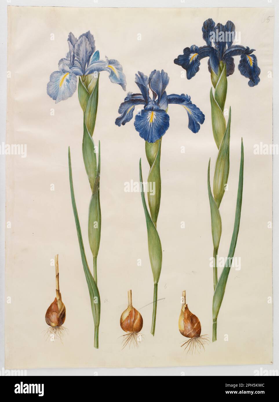 Iris xiphioides from 1649 until 1659 by Hans Simon Holtzbecker Stock ...
