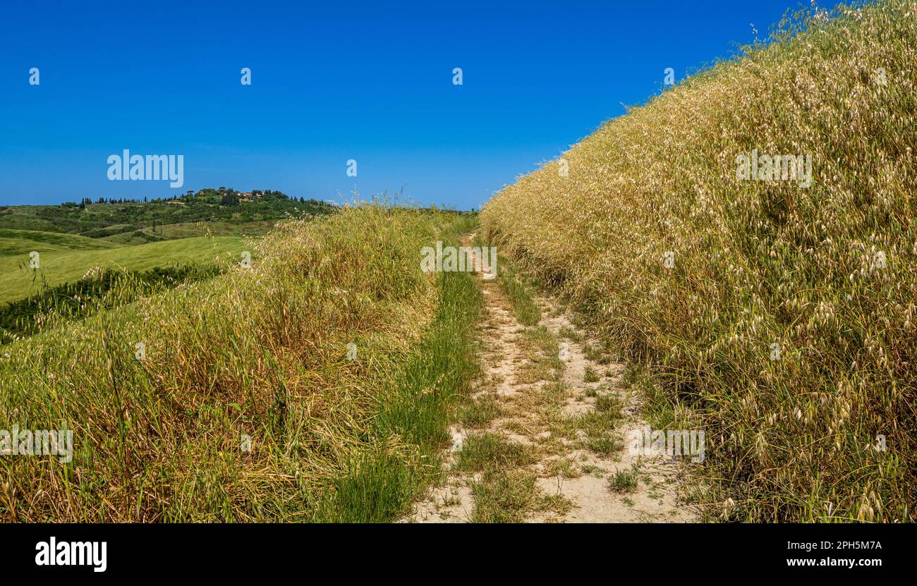 Tuscany spring landscape along the historic route Francigena between ...