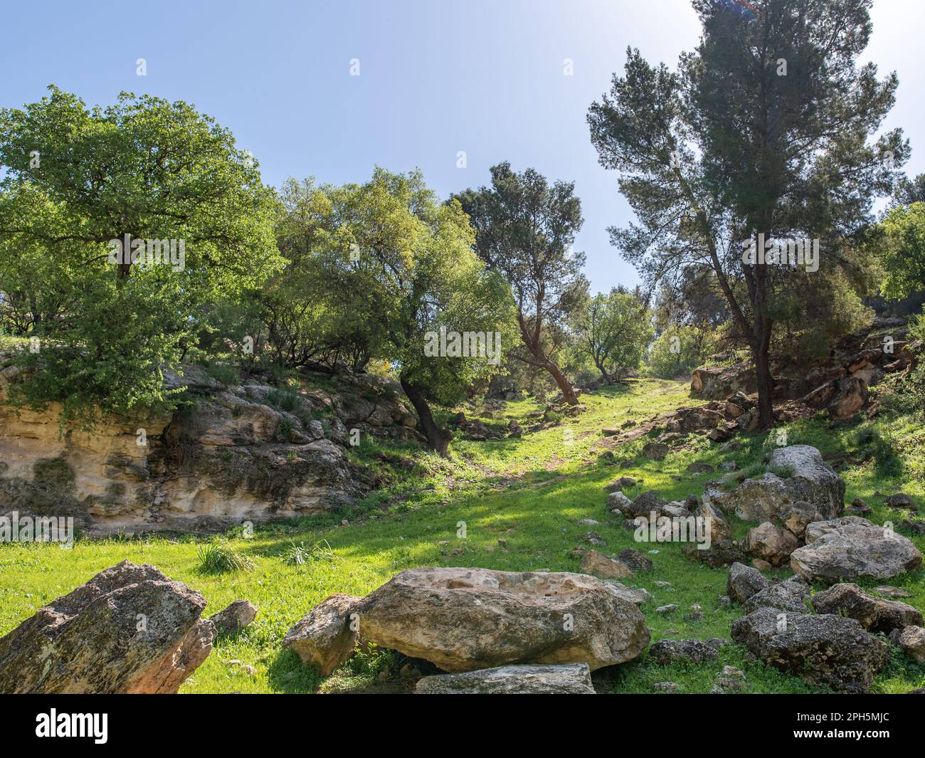 Green cliff making a path trees and stones Stock Photo - Alamy