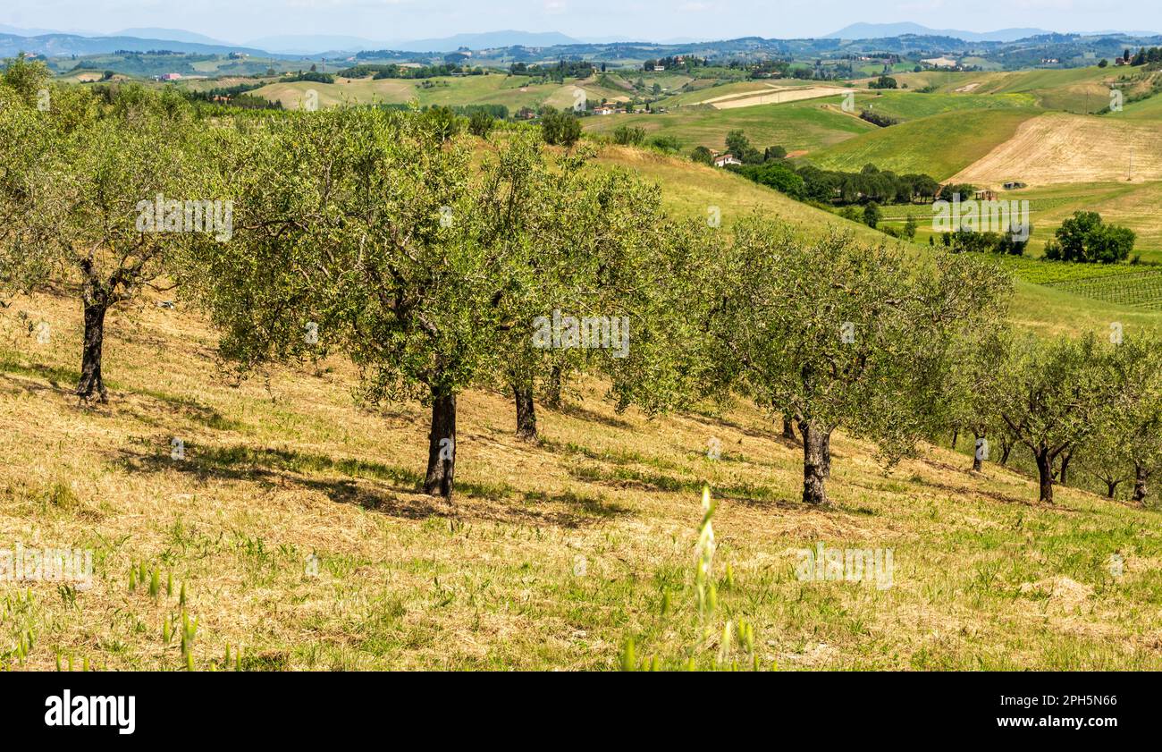 Field of olive trees aligned in the heard of Tuscany countryside in the ...