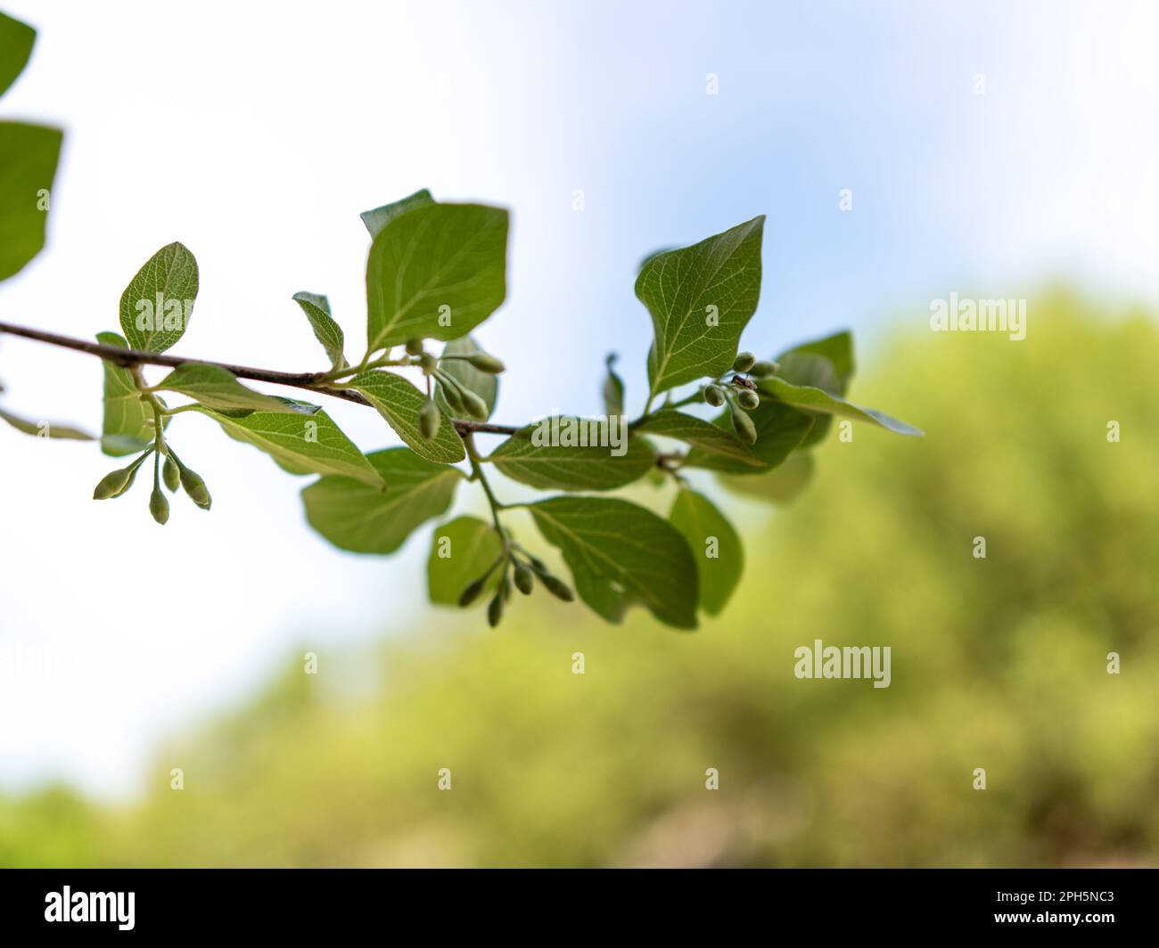 Beautiful green leaves soft hi-res stock photography and images - Alamy