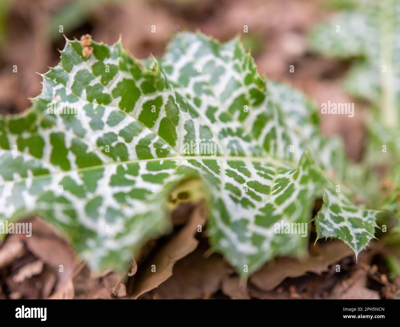 textured leaf with white spots pattern Stock Photo - Alamy