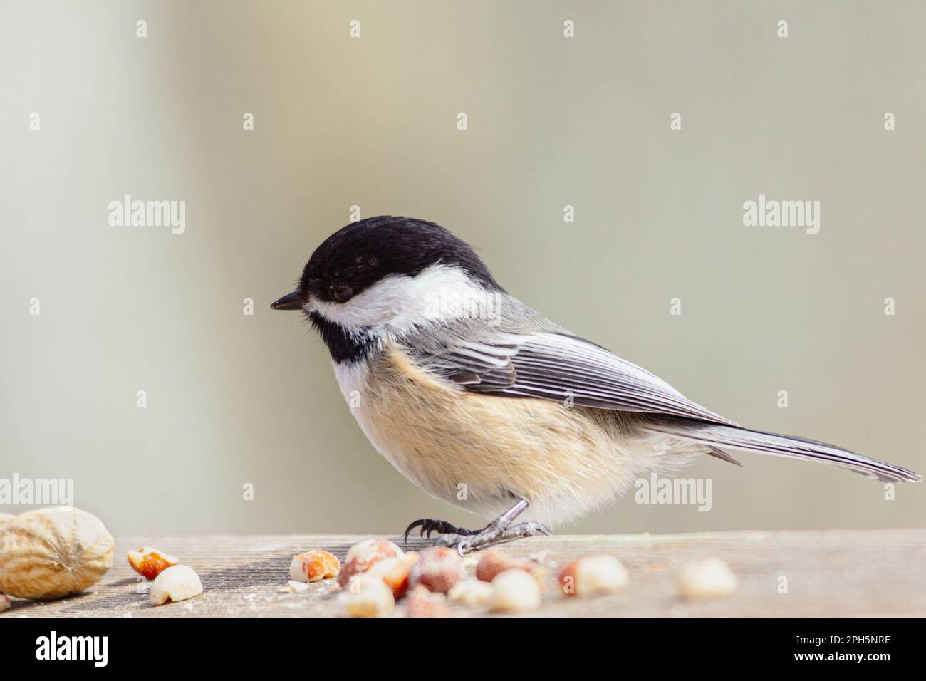 Side profile of a black capped chickadee sitting on a rustic wooden ...
