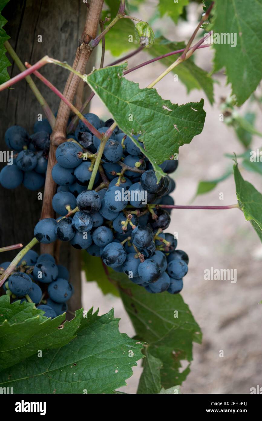 bunch of grapes in the vineyard Stock Photo - Alamy
