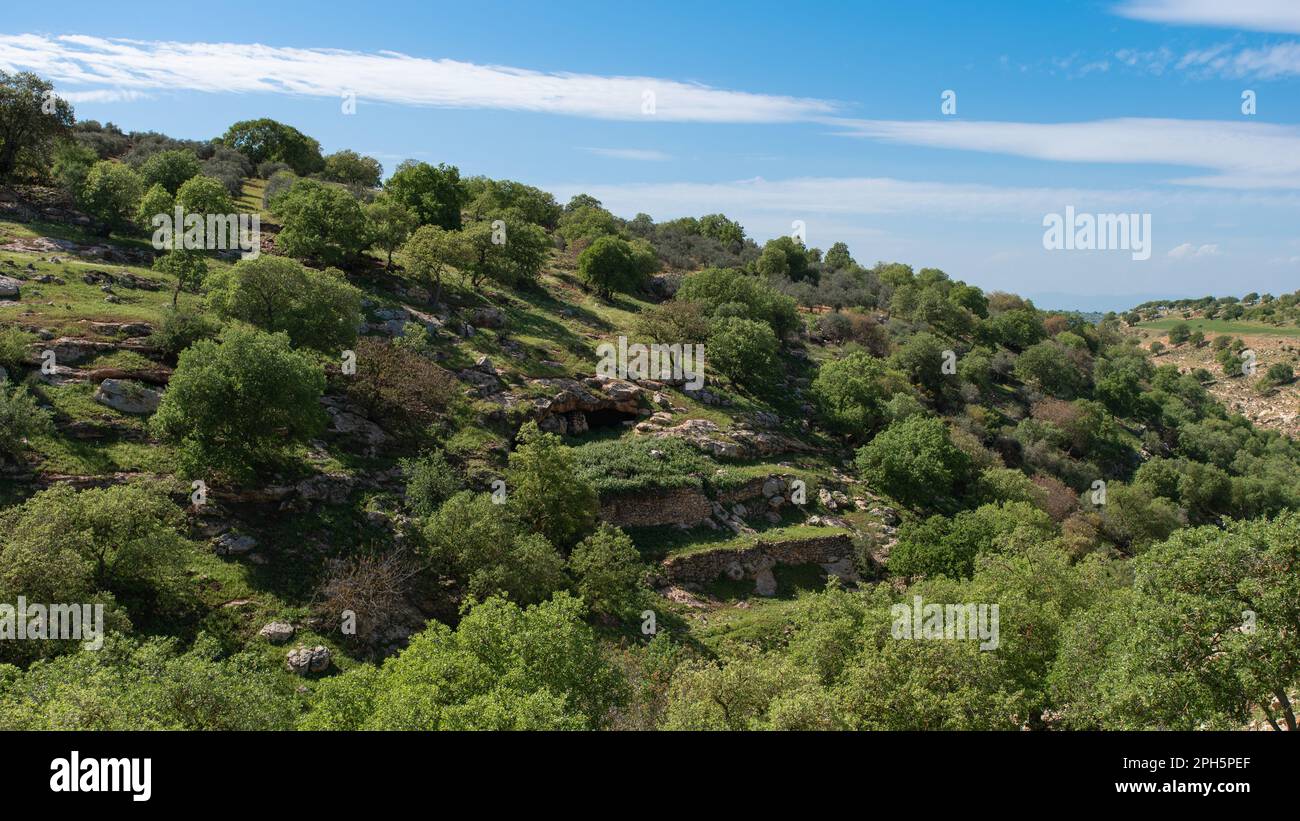 Forest moutains and valley with far mountains at north of jordan Stock ...
