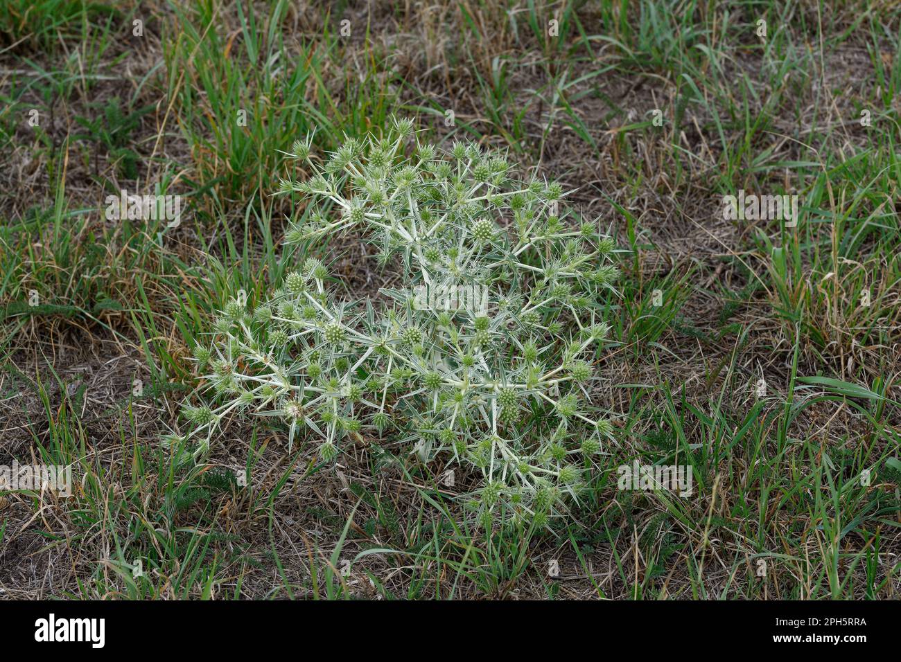 Field Eryngo --Eryngium campestre-- in Rhineland, Germany Stock Photo ...