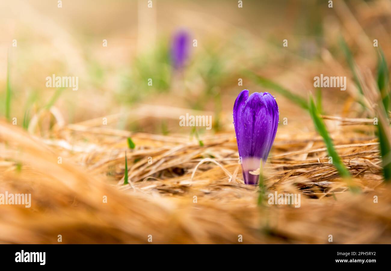Beautiful purple crocuses on hi-res stock photography and images - Alamy