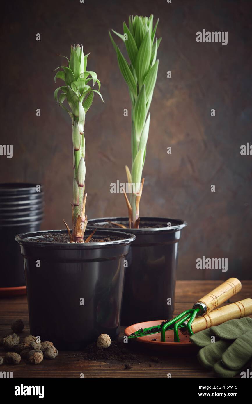 Lilie and pot hi-res stock photography and images - Alamy
